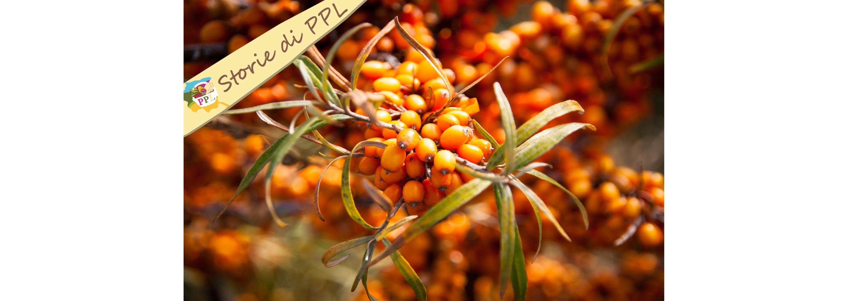 OLIVELLO SPINOSO: UN SUPERFOOD MADE-IN-FVG